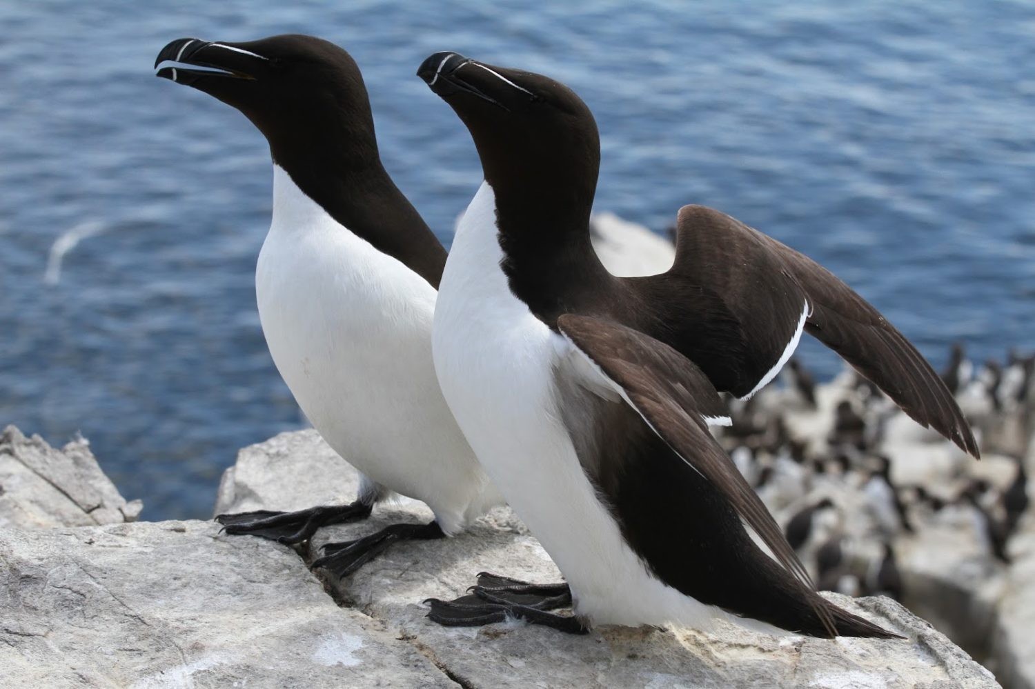 Skelligs Birds - Skellig Michael Cruises