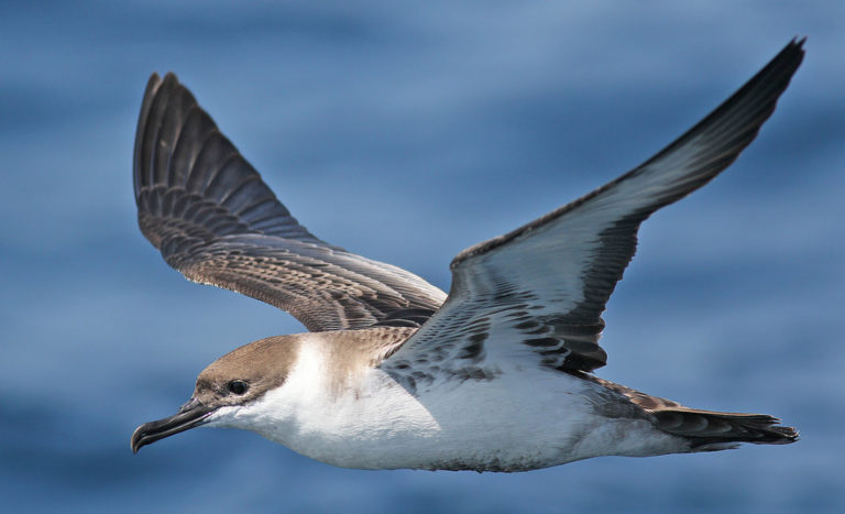 Skelligs Birds - Skellig Michael Cruises